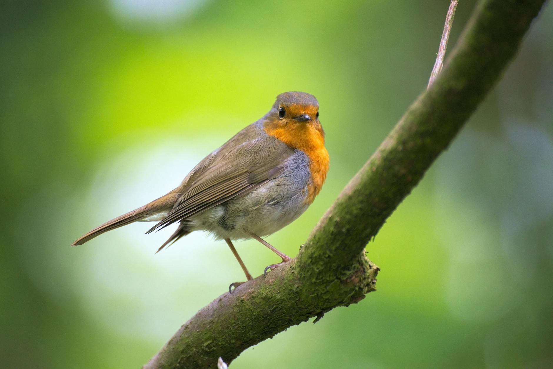 An Easy Spring Bird Watching Checklist – The City Voice